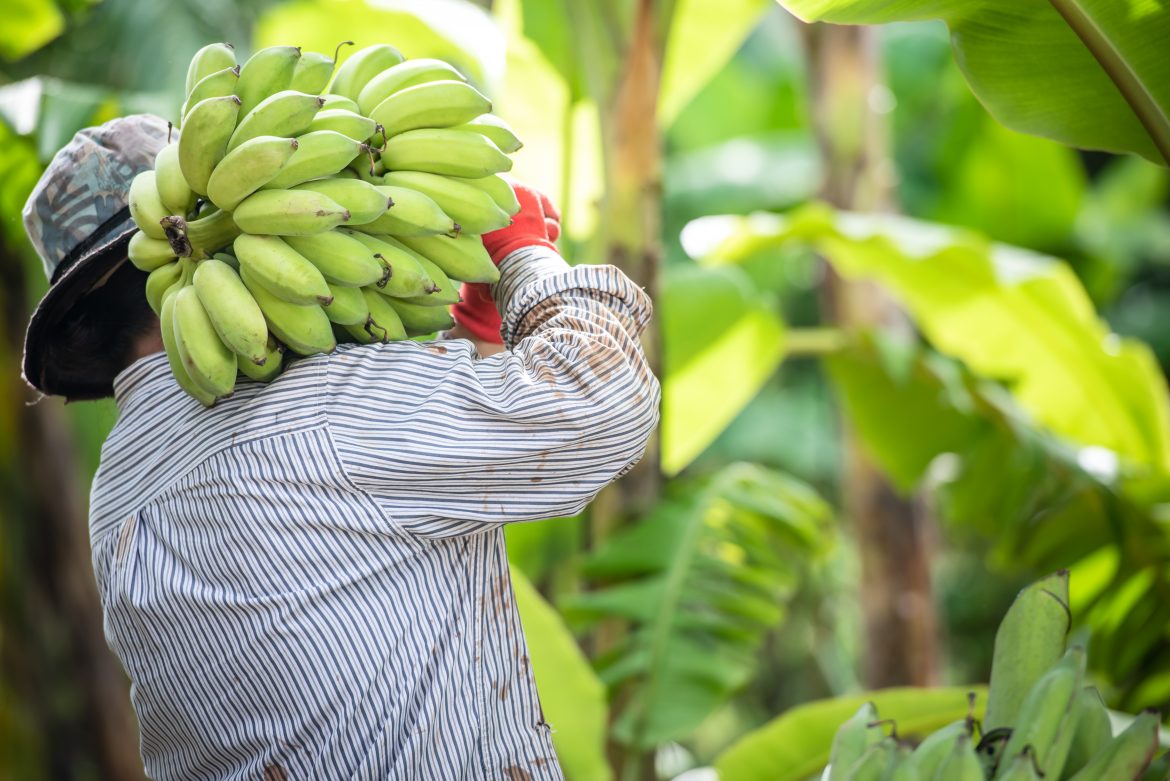 Bananen Superunie